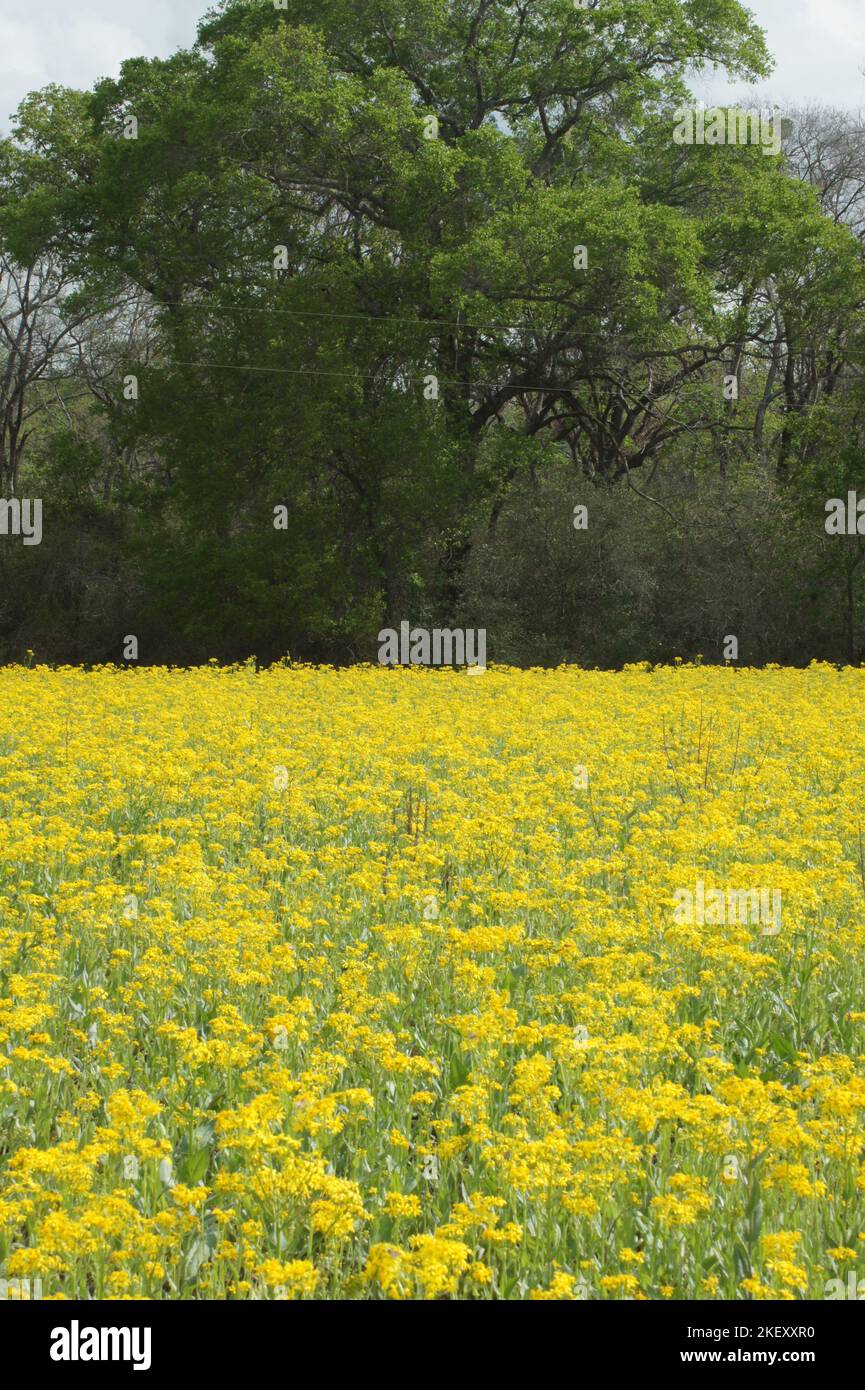 Smother weeds hi-res stock photography and images - Alamy