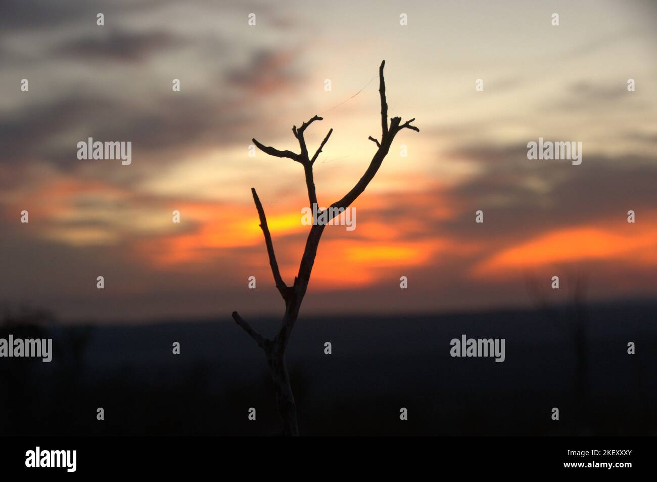 Australian fire stick hi-res stock photography and images - Alamy