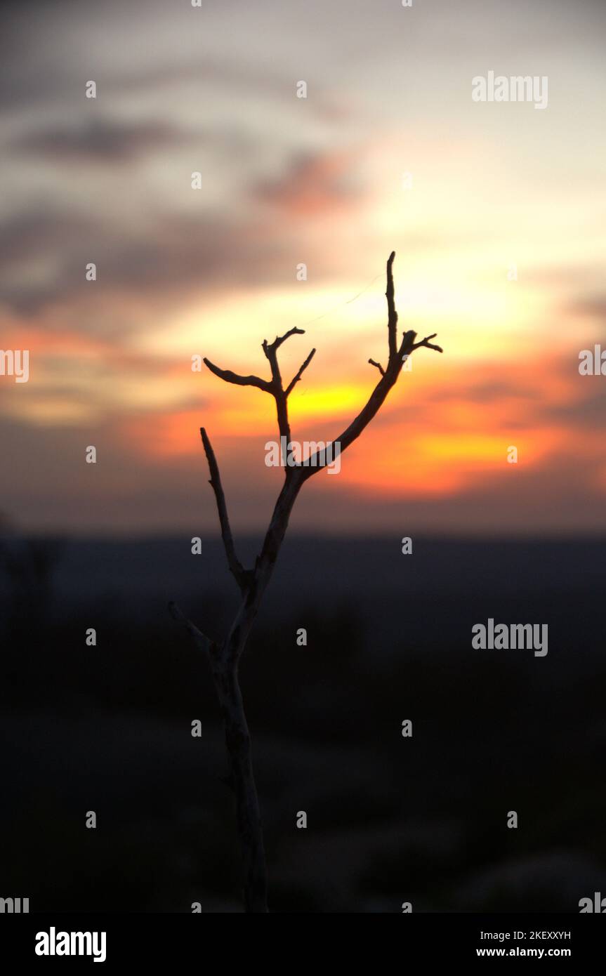 Australian fire stick hi-res stock photography and images - Alamy