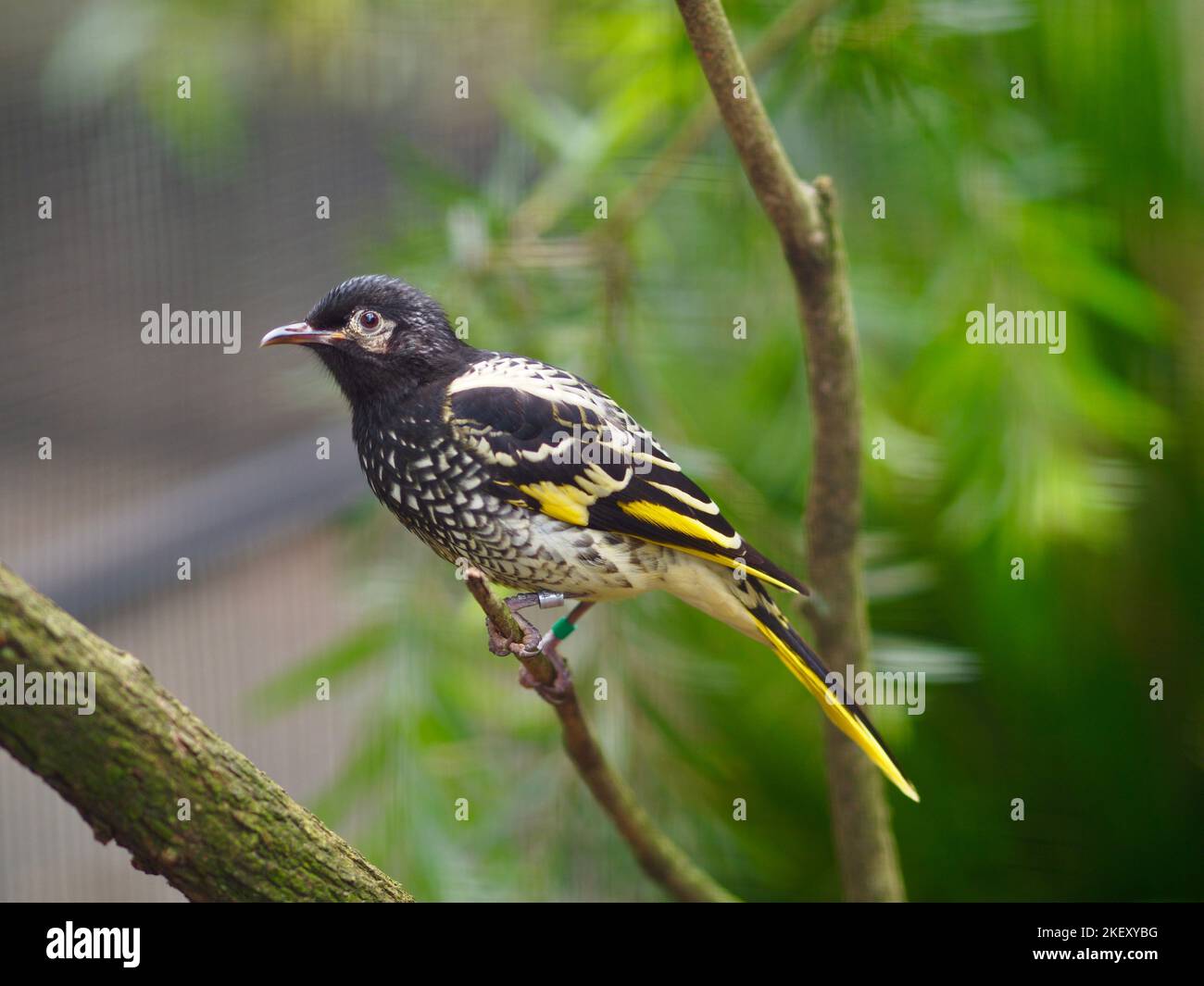 Striking elegant Regent Honeyeater in dazzling beauty Stock Photo - Alamy