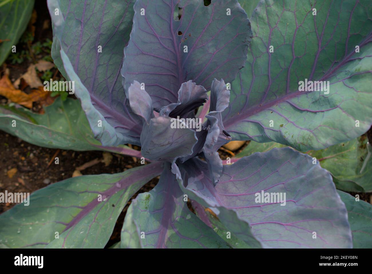 Hoja de repollo hi-res stock photography and images - Alamy