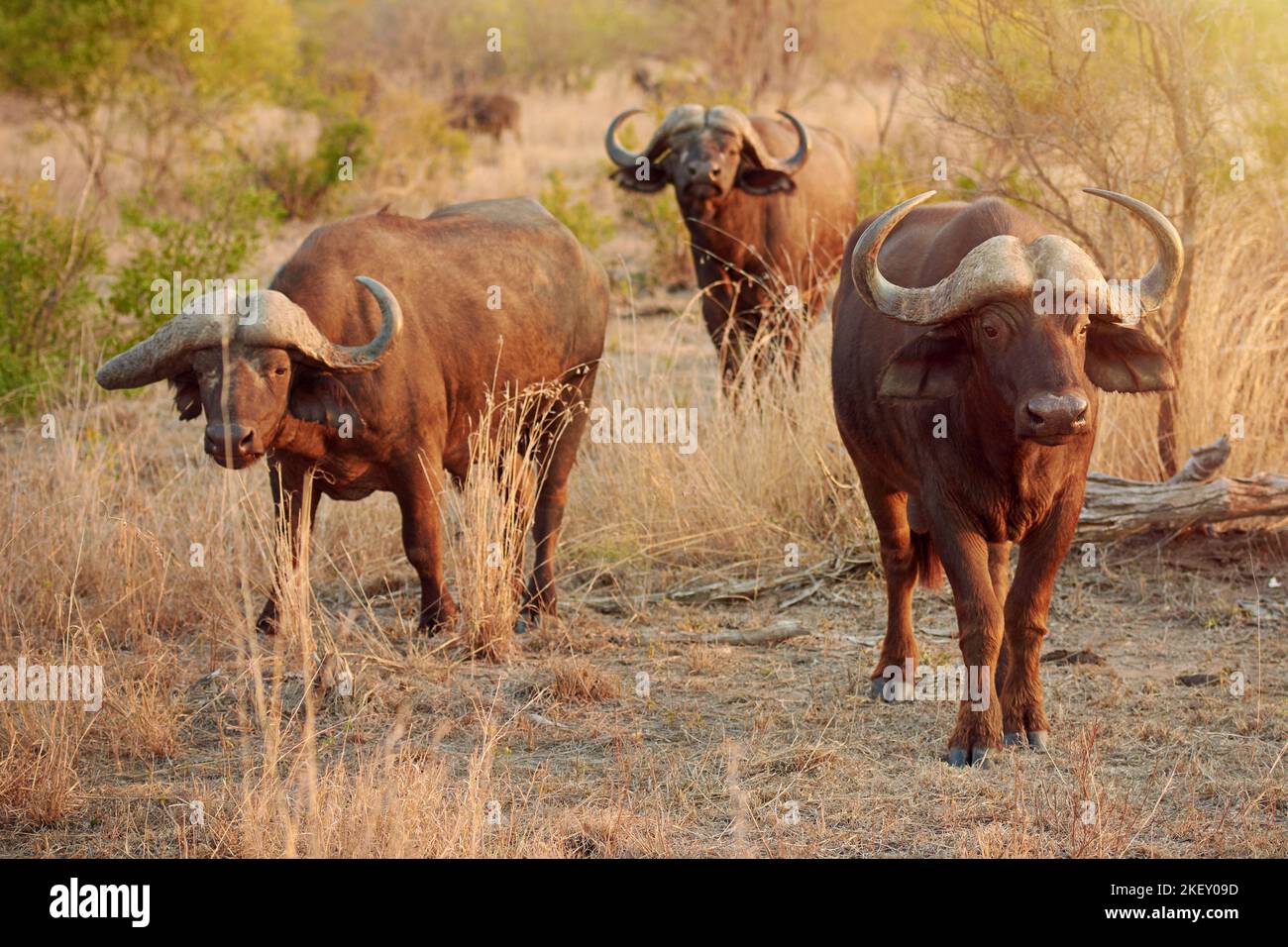 Following wild animals hi-res stock photography and images - Alamy