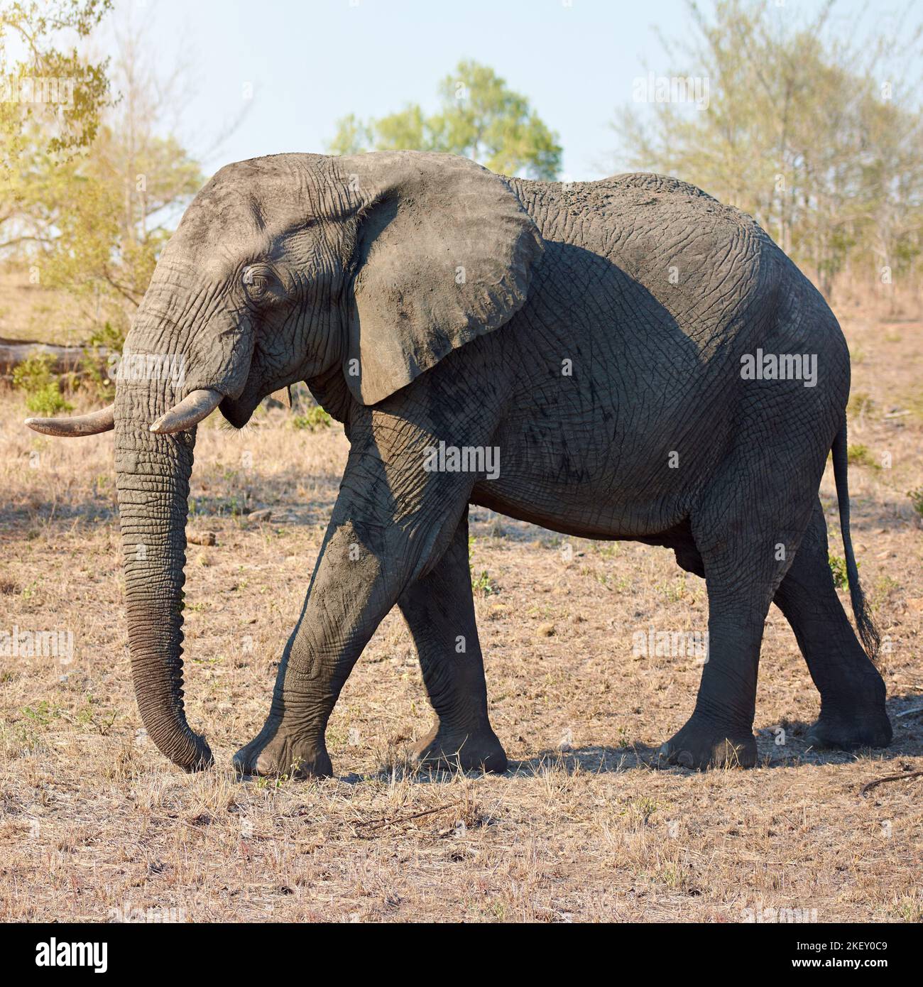 Heart of the wild. Full length shot of an elephant in the wild Stock ...