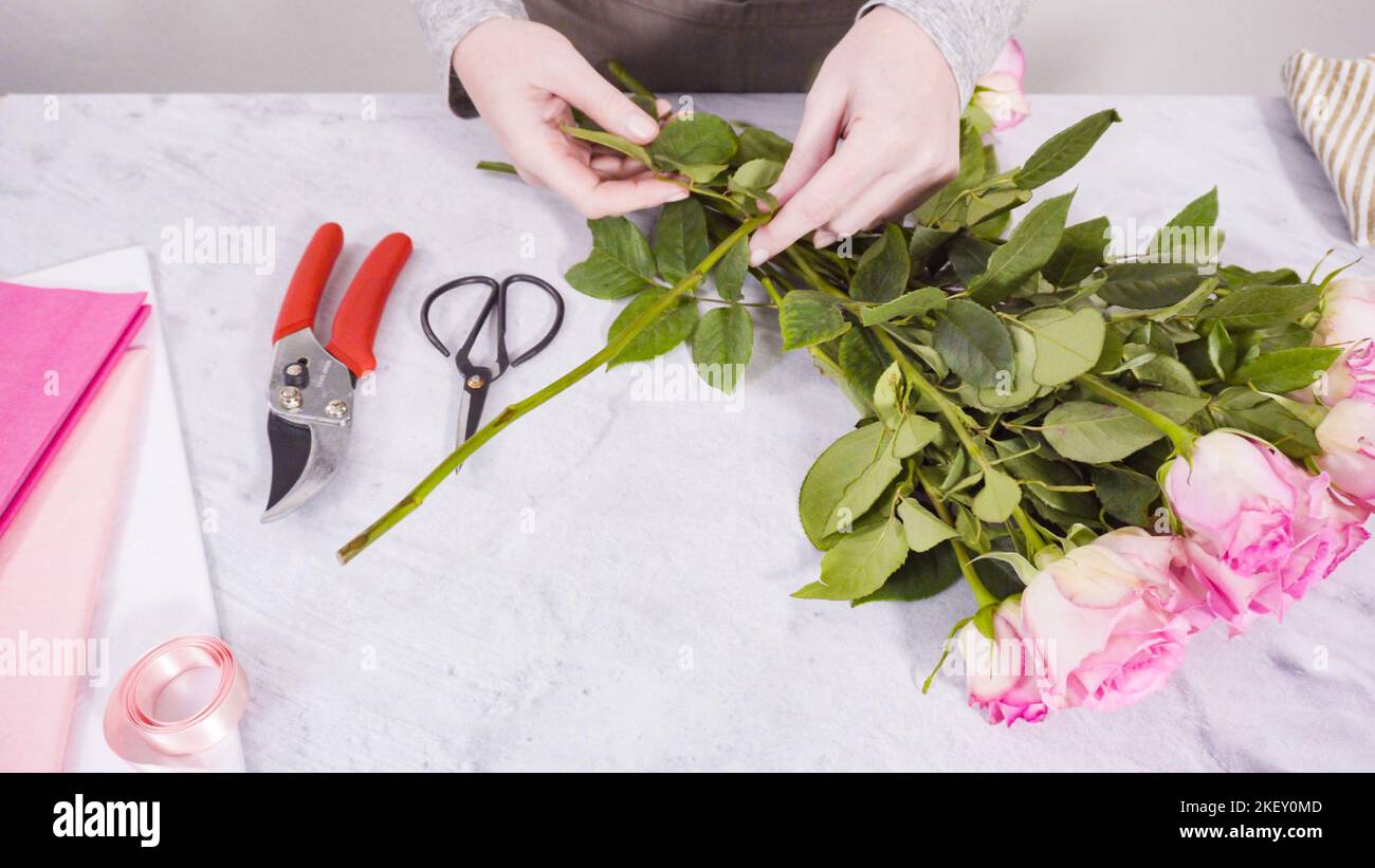 Rose pruning march hi-res stock photography and images - Alamy