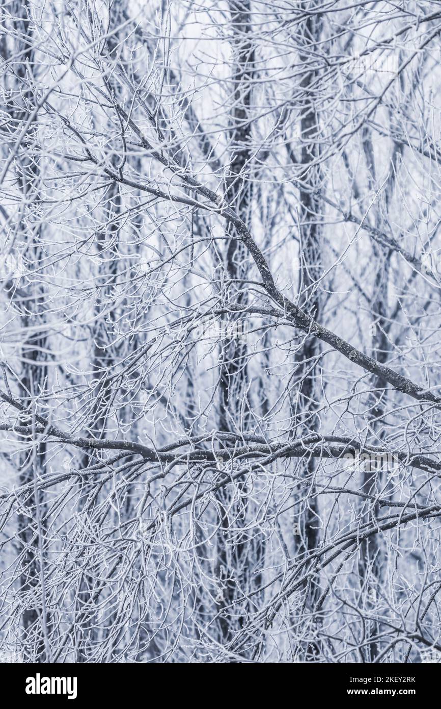 Background of tree branches covered with frost. Landscape of nature ...