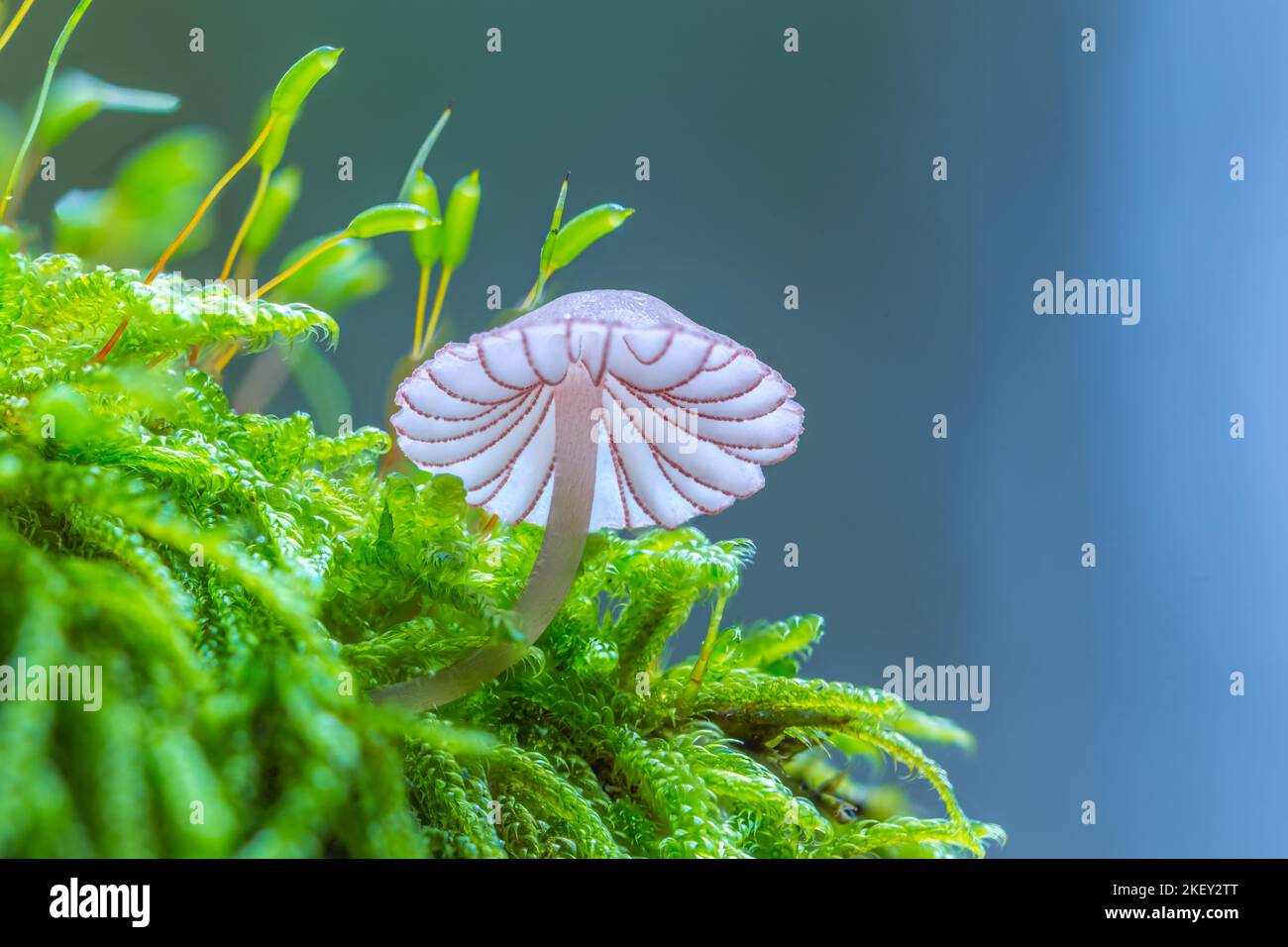 White mushroom in the forest, Genus Mycena mushroom Stock Photo - Alamy