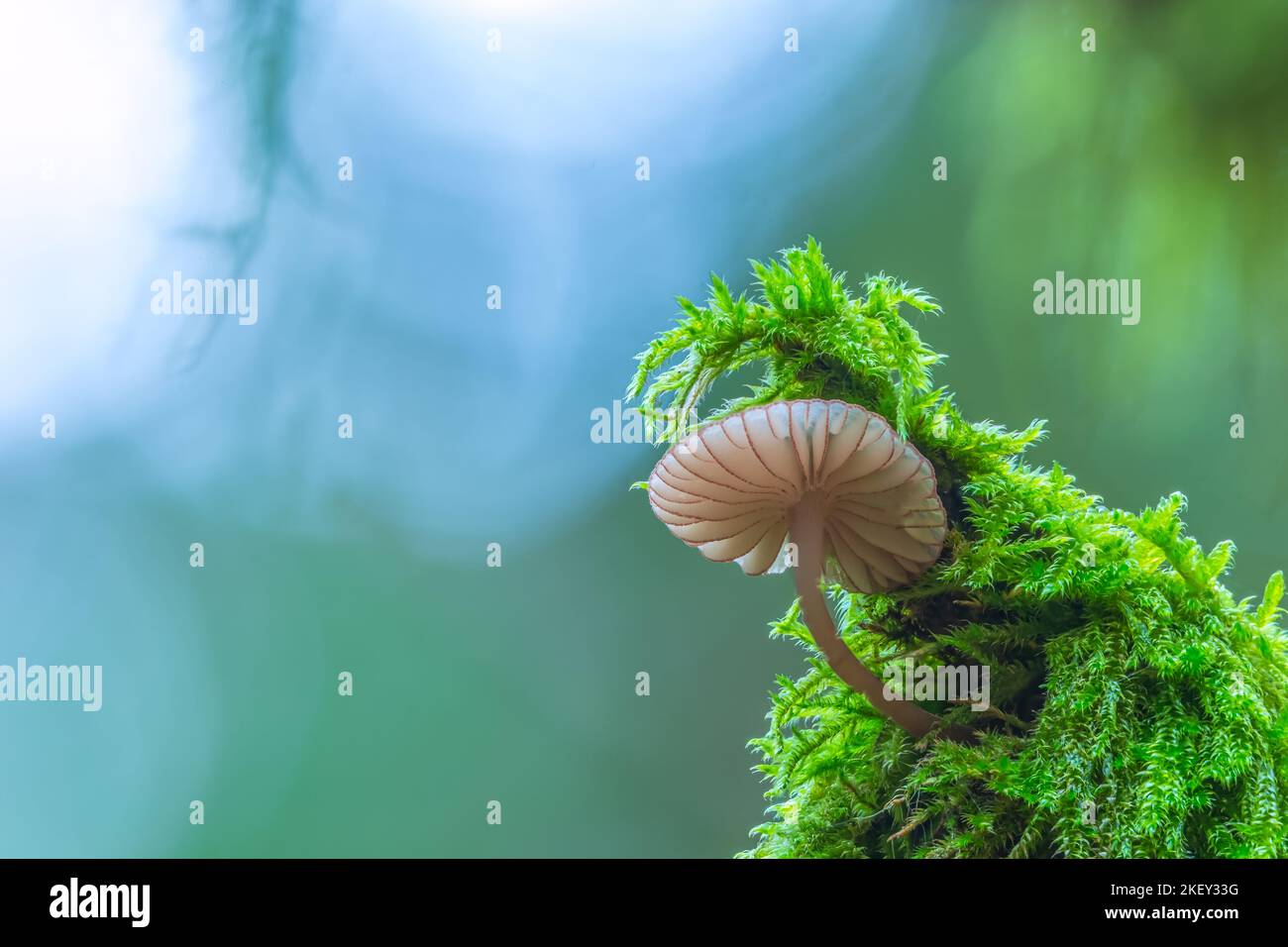 White mycena hi-res stock photography and images - Alamy