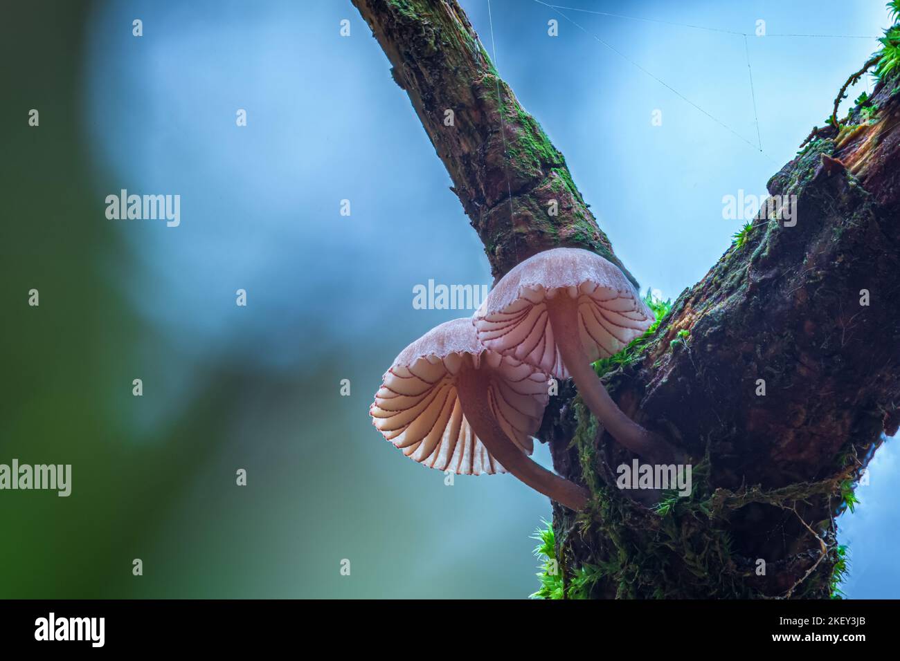 Couple white mushrooms in the forest, Genus Mycena mushroom Stock Photo ...