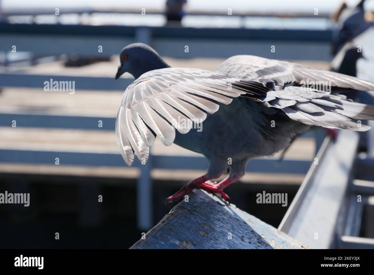 Close-up of a pigeon spreading its wings on the San Clemente Pier in ...