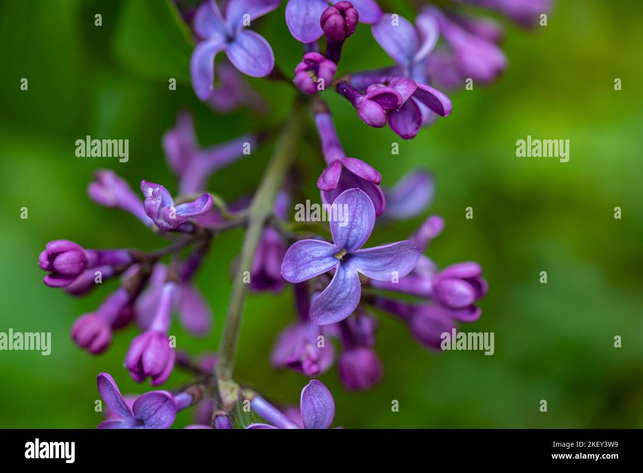 Syringa vulgaris flower growing in meadow, macro Stock Photo - Alamy