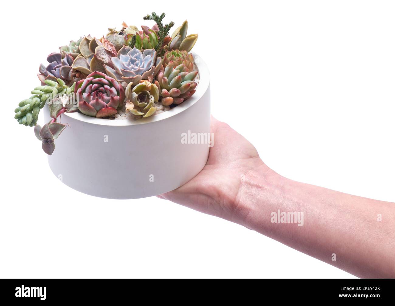 Woman holding pot with groups of houseplants on white background ...
