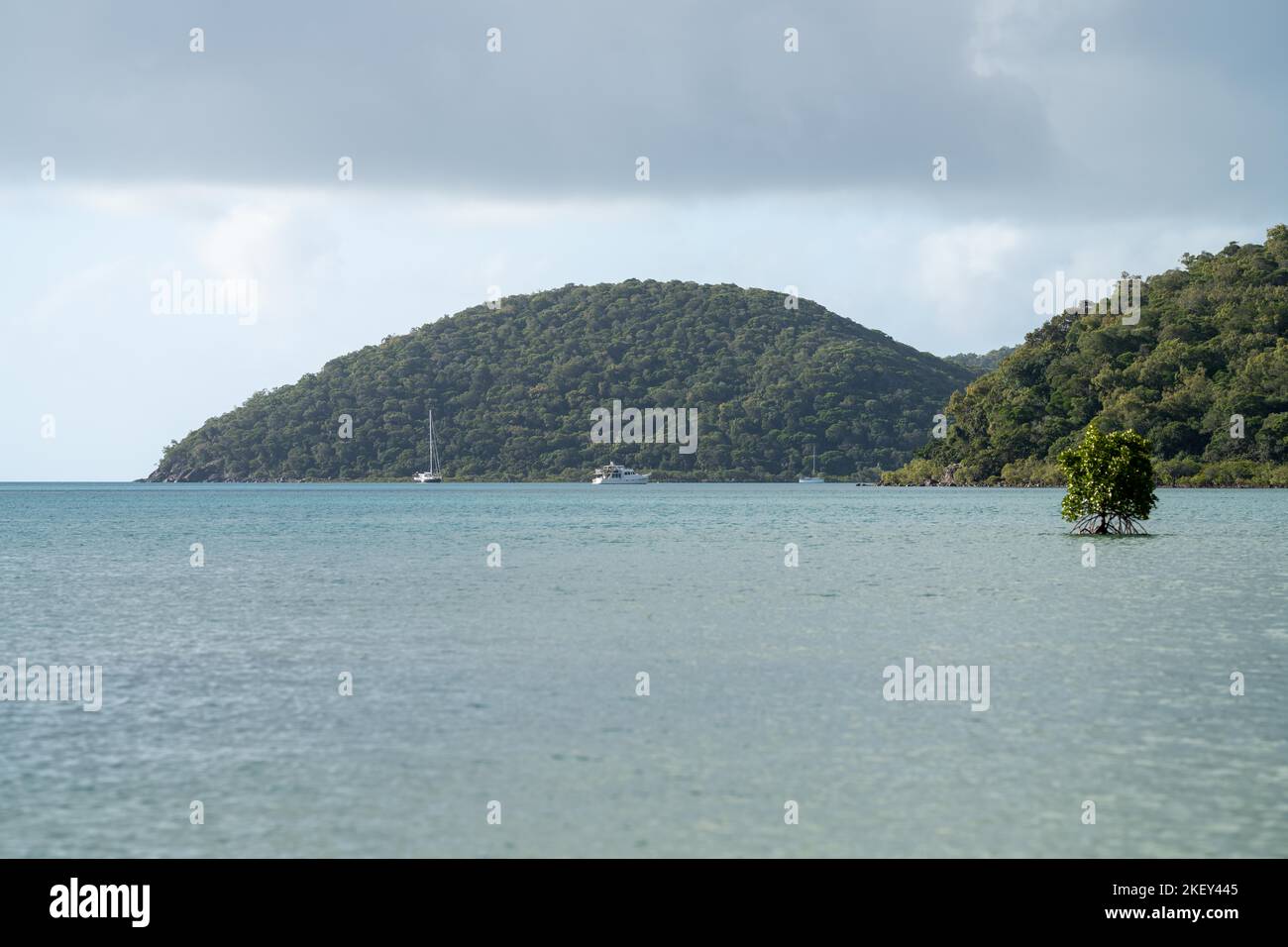 rainforest on an island in queensland australia in spring Stock Photo ...