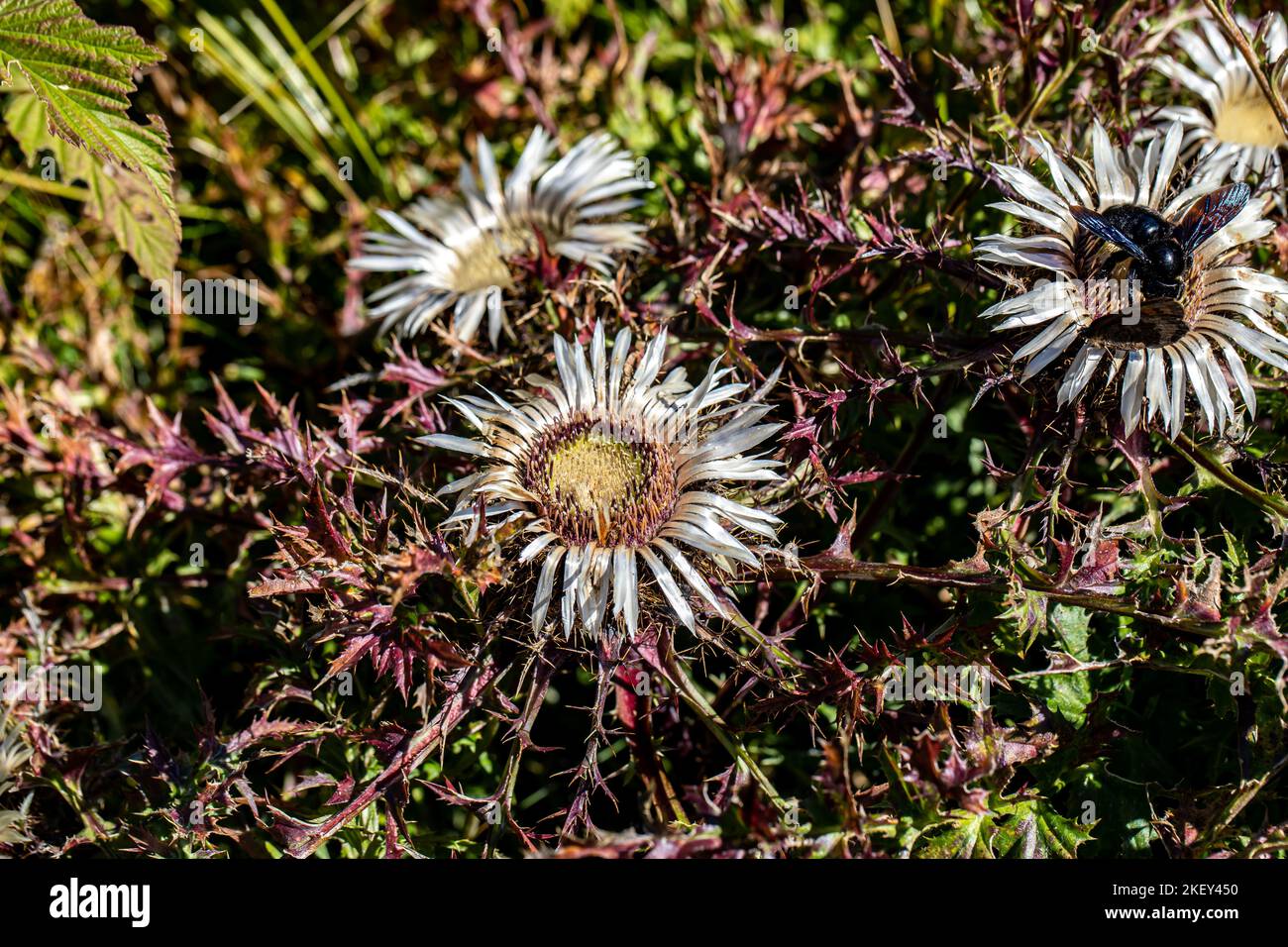 Carlina acaulis flower growing in meadow Stock Photo - Alamy