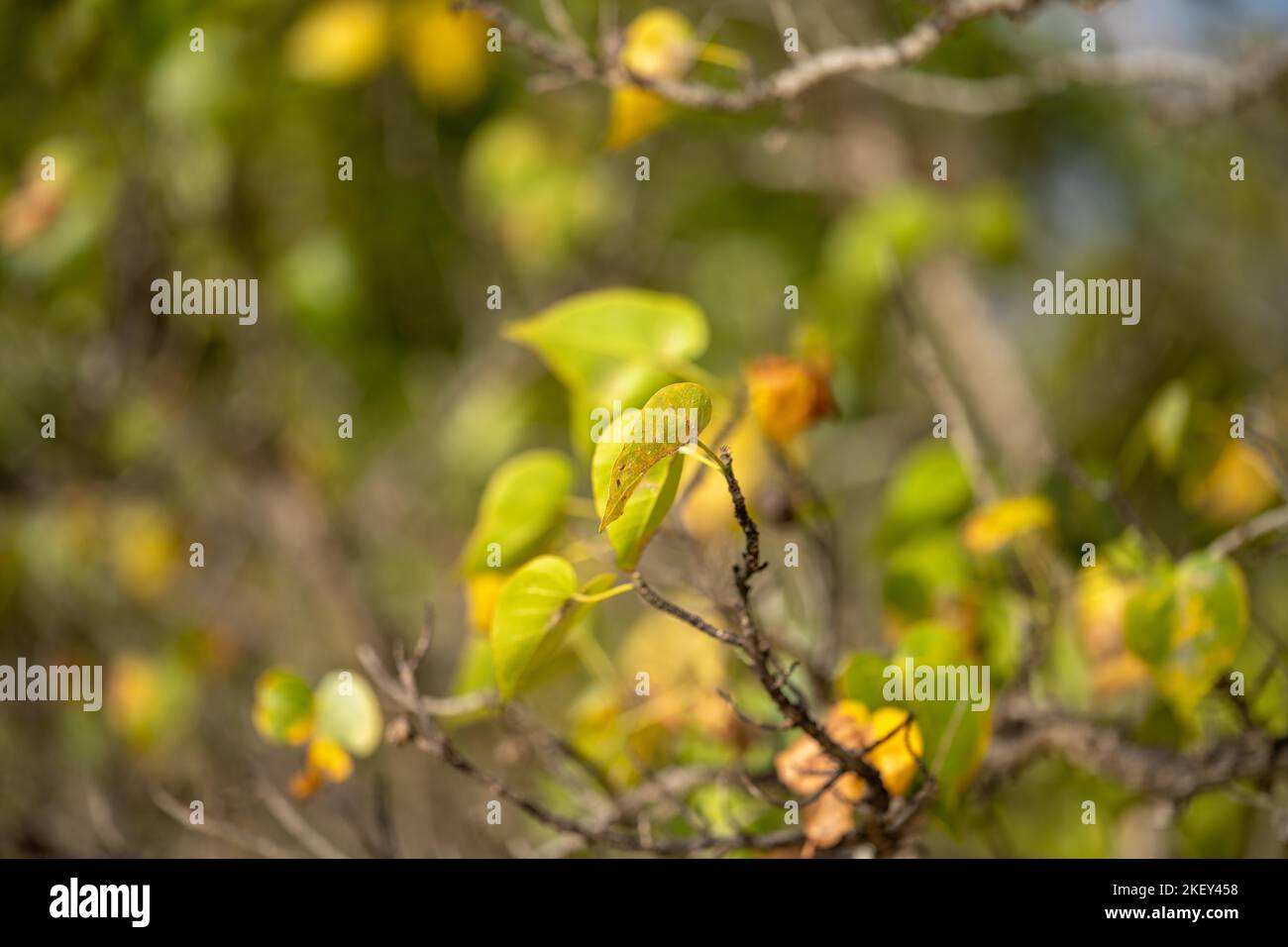 rainforest on an island in queensland australia in spring Stock Photo ...