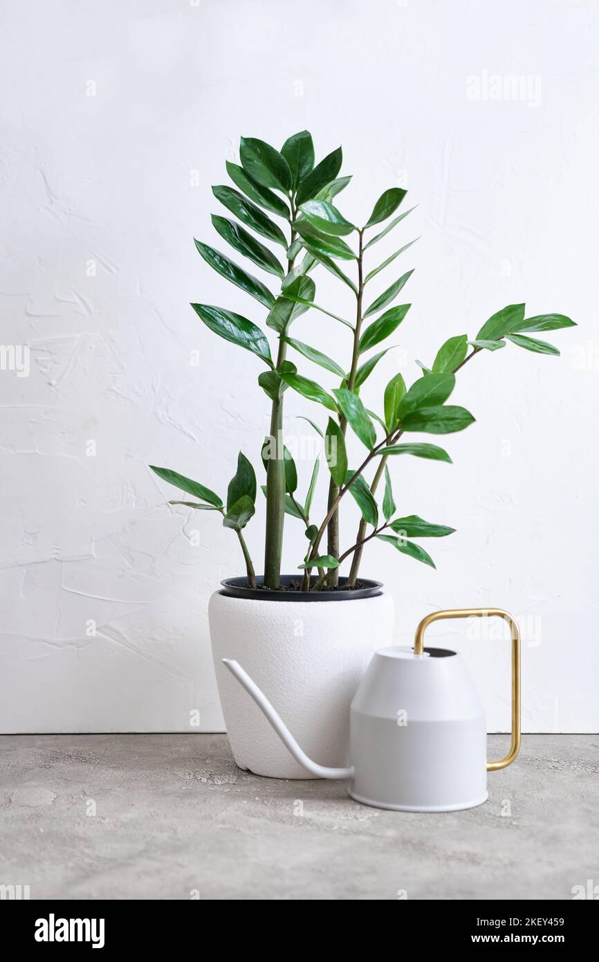 Watering can and Zamioculcas houseplant on concrete table at home Stock ...