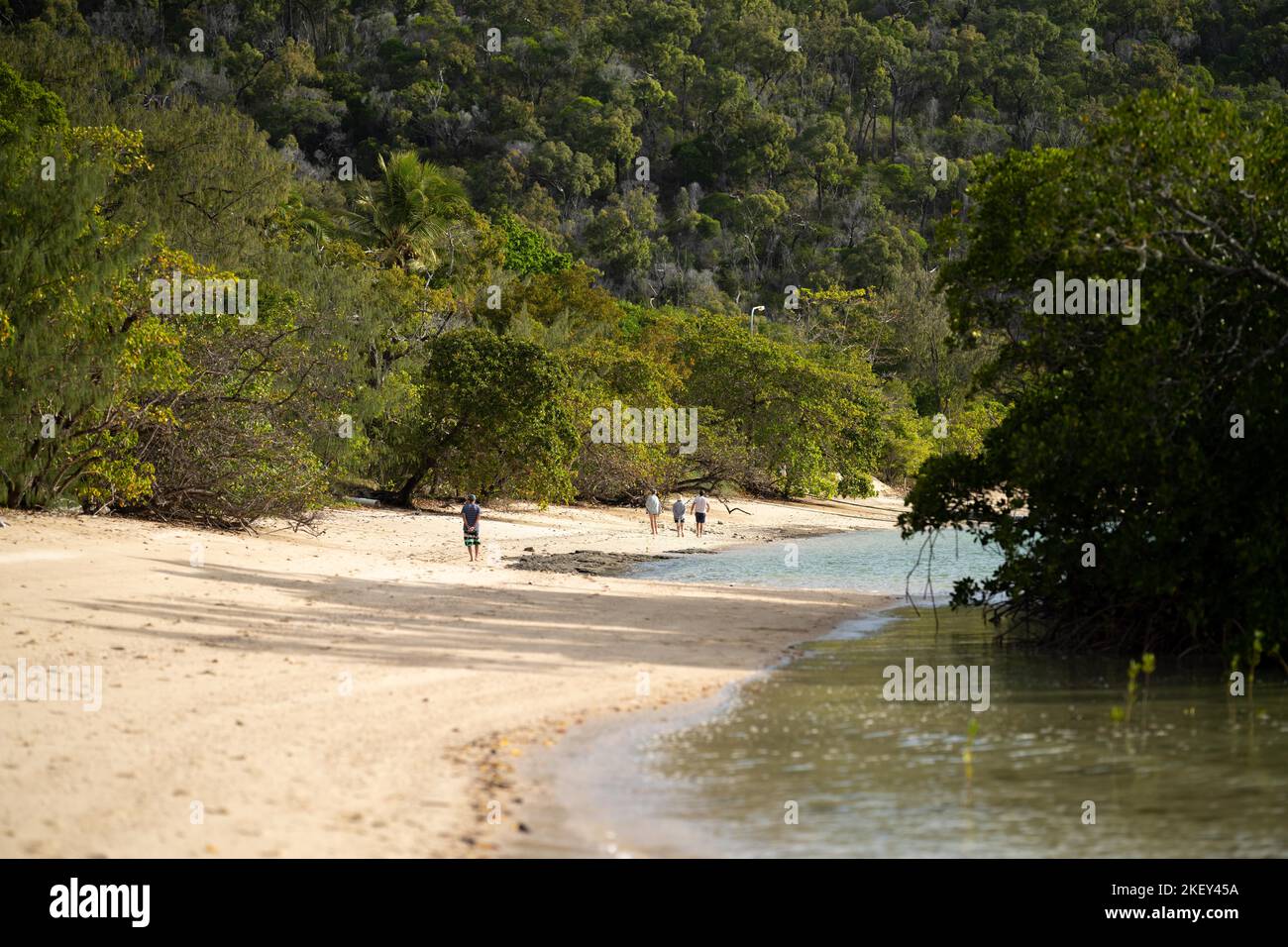 rainforest on an island in queensland australia in spring Stock Photo ...