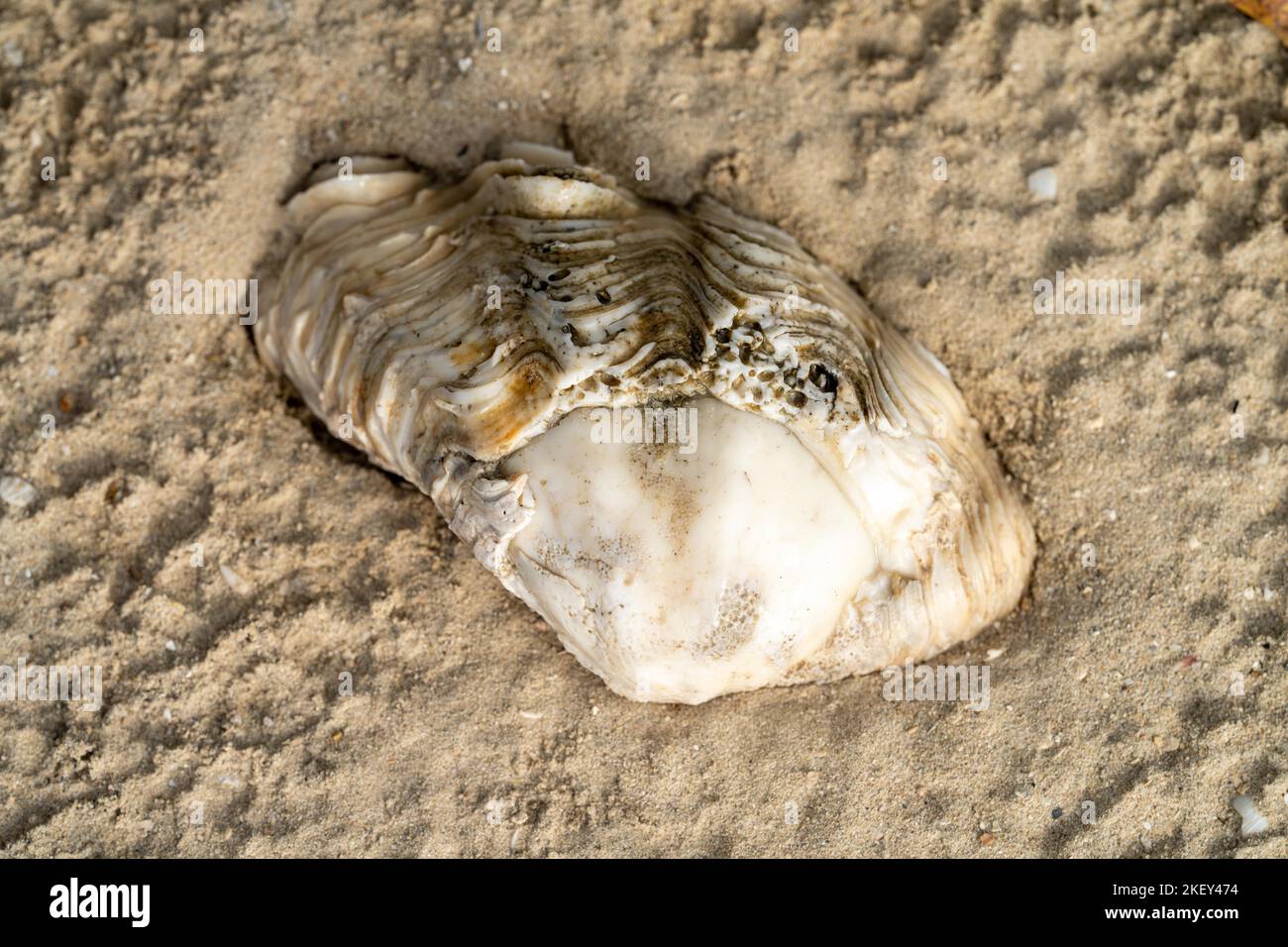 giant clam on the great barrier reef in queensland australia in spring ...