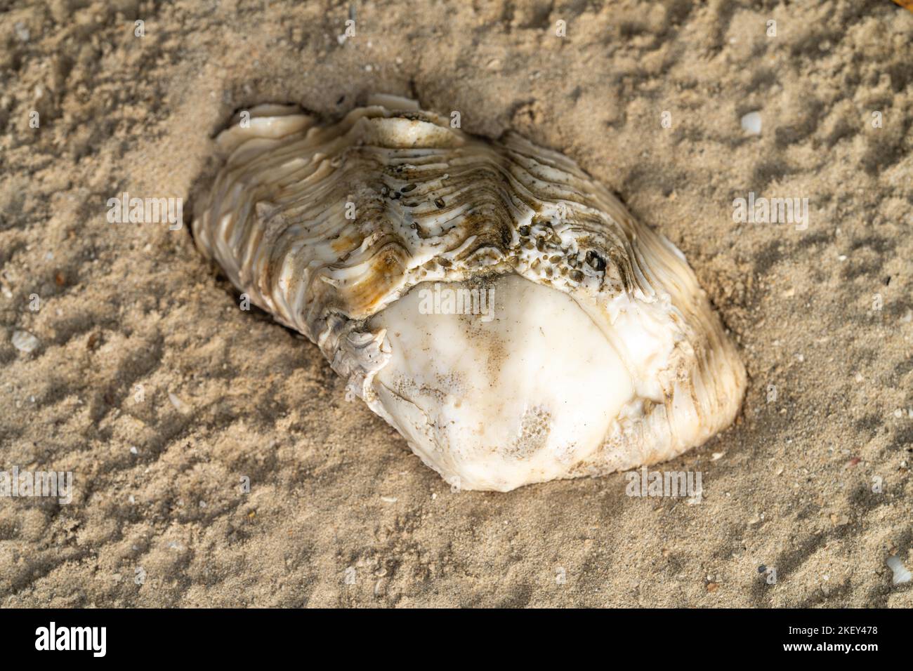 giant clam on the great barrier reef in queensland australia in spring ...