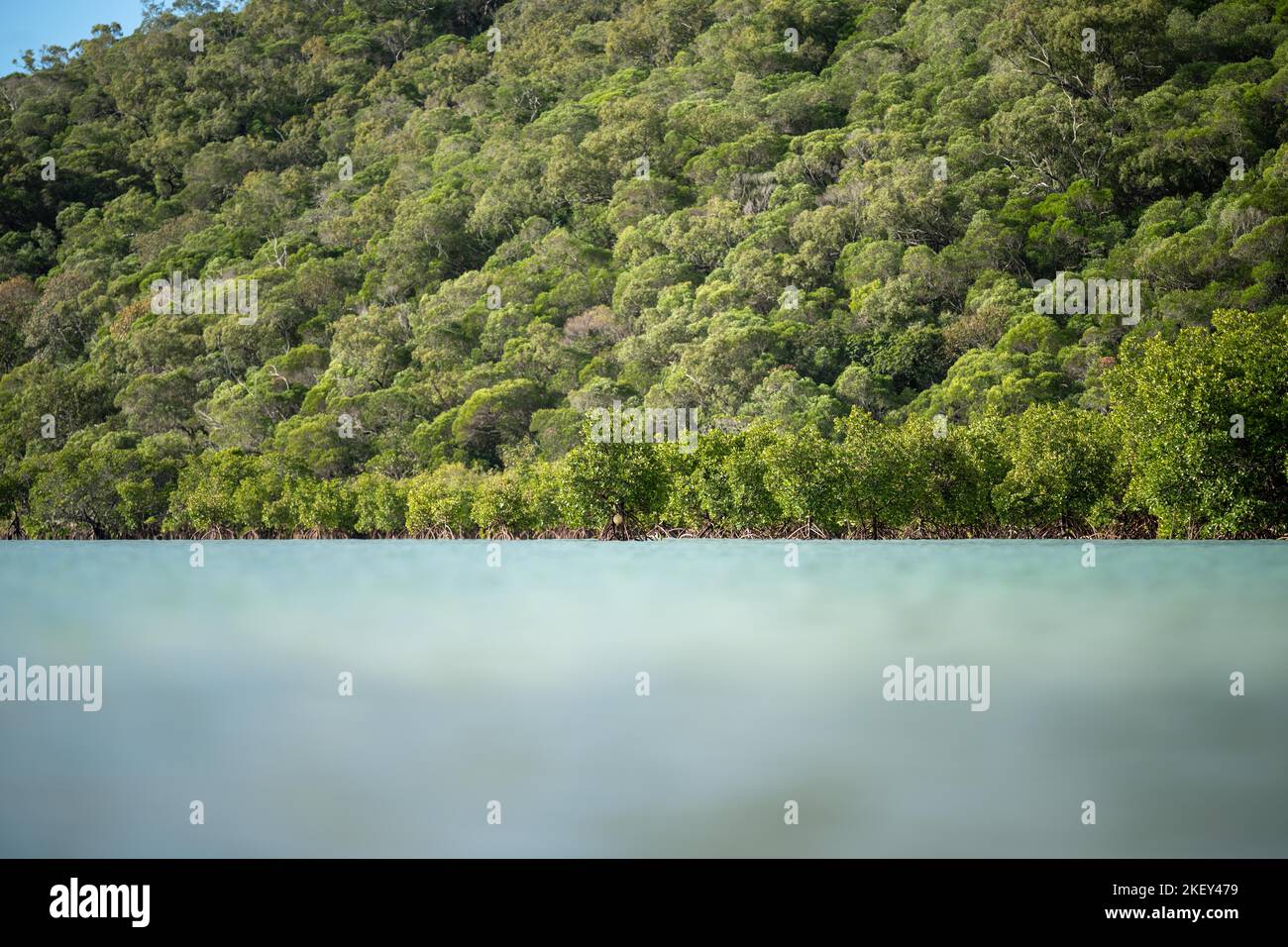 rainforest on an island in queensland australia in spring Stock Photo ...