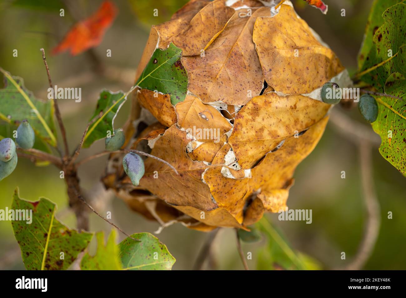 rainforest on an island in queensland australia in spring Stock Photo ...