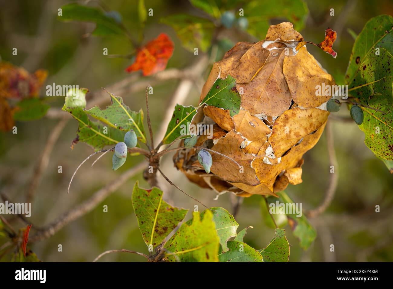 rainforest on an island in queensland australia in spring Stock Photo ...