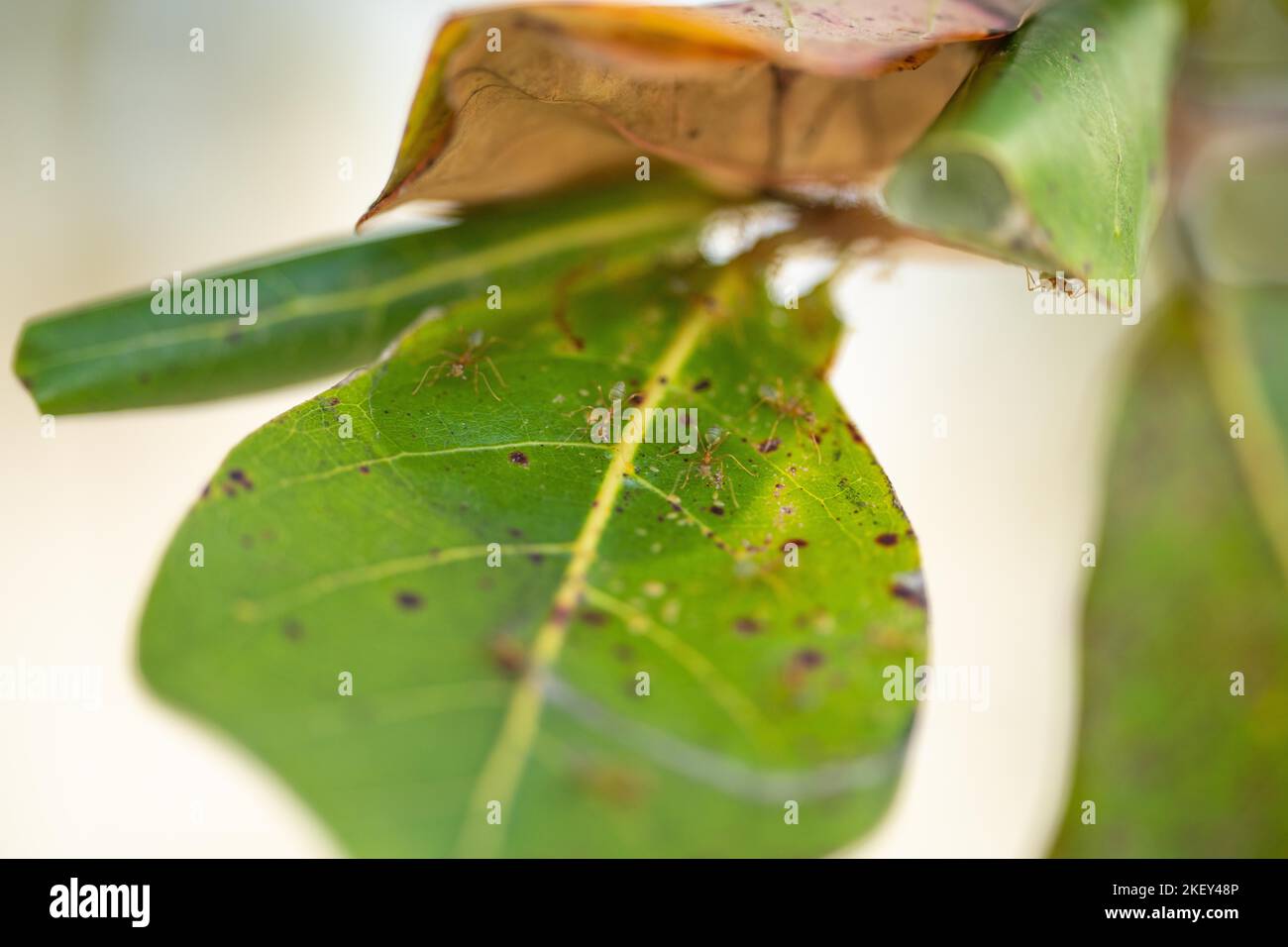 rainforest on an island in queensland australia in spring Stock Photo ...