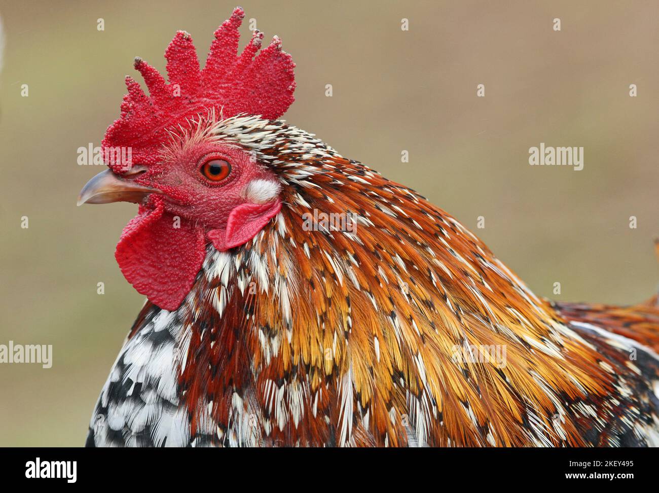 Rooster - Hawaii Stock Photo - Alamy