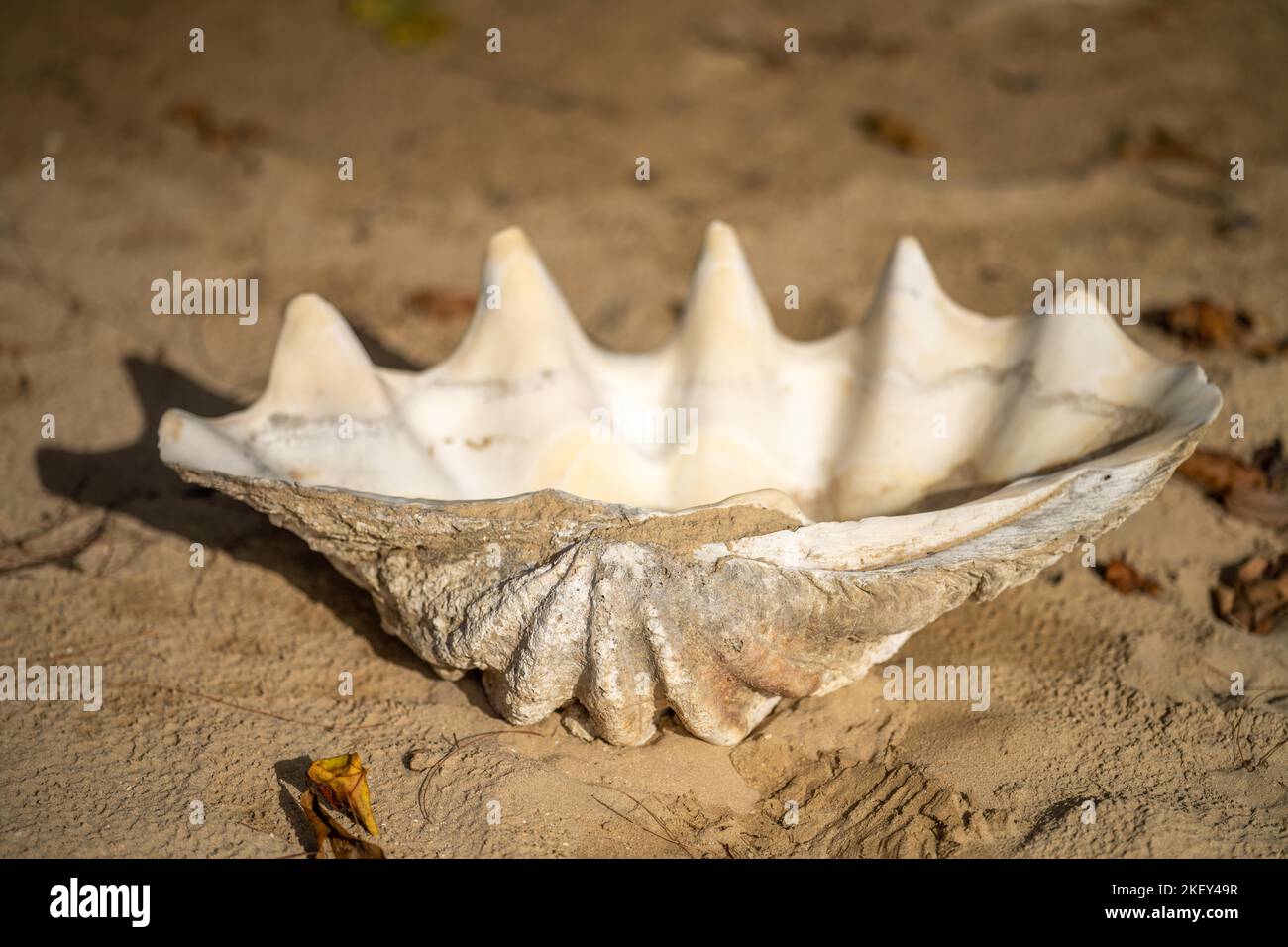 Beautiful giant seashell in hi-res stock photography and images - Alamy