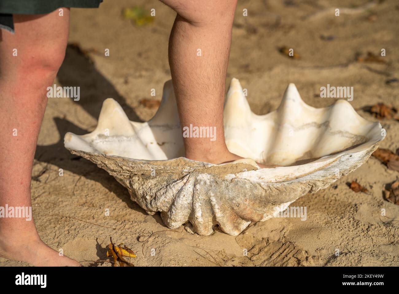 Beautiful giant seashell in hi-res stock photography and images - Alamy