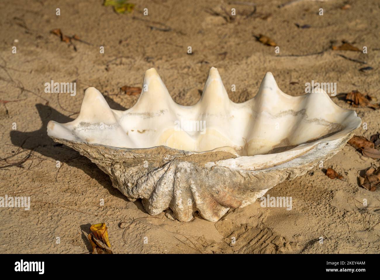 giant clam on the great barrier reef in queensland australia in spring ...