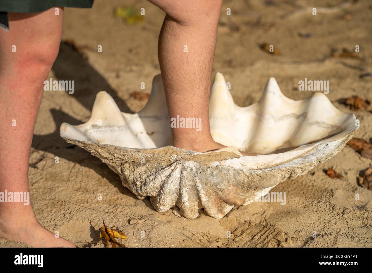 giant clam on the great barrier reef in queensland australia in spring ...