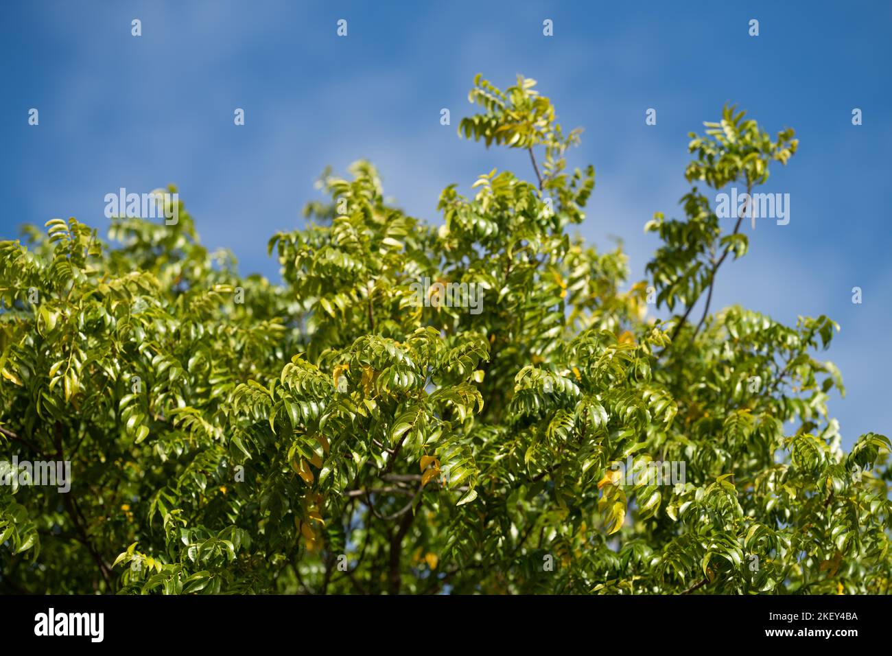rainforest on an island in queensland australia in spring Stock Photo ...