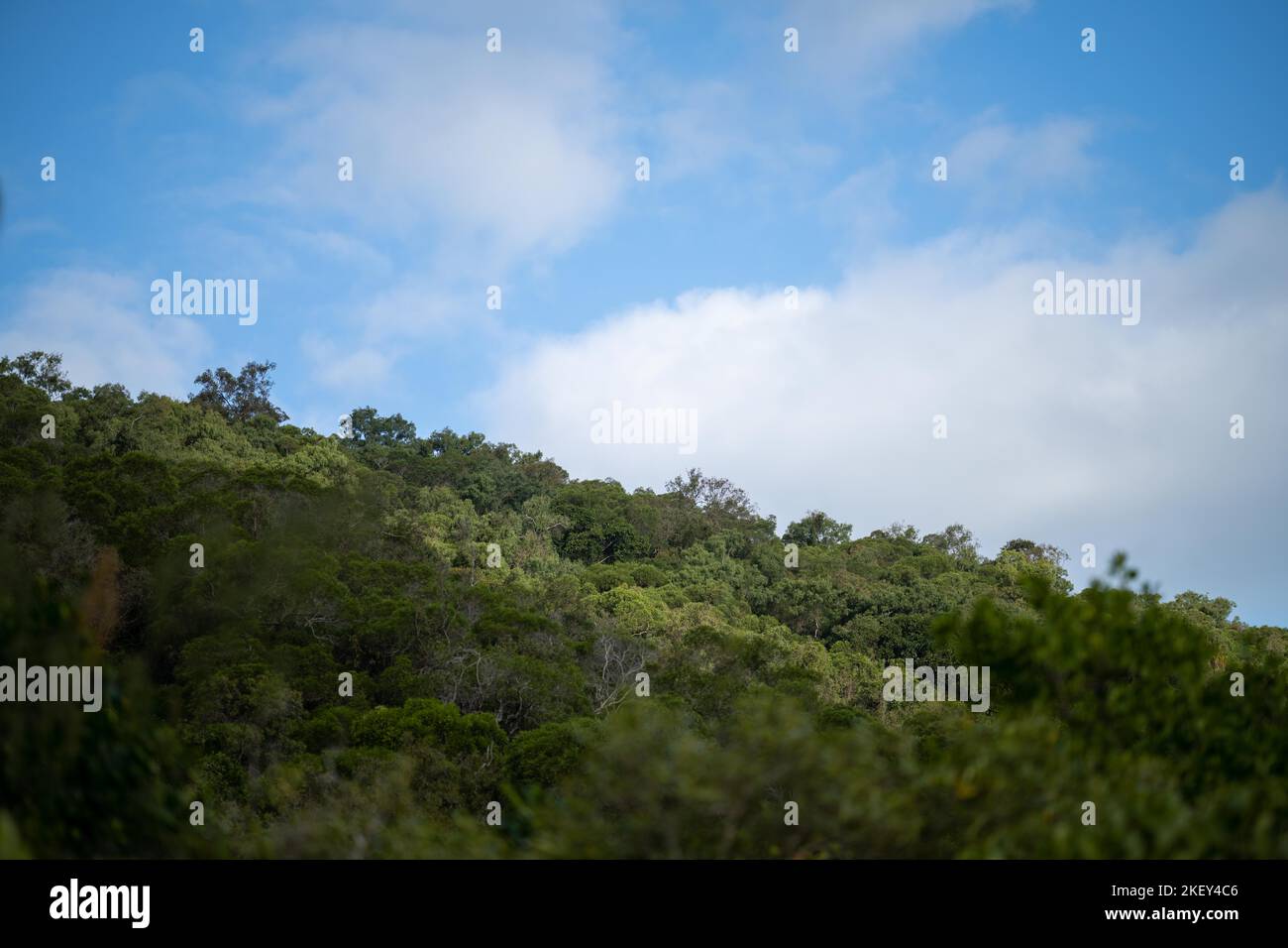 rainforest on an island in queensland australia in spring Stock Photo ...