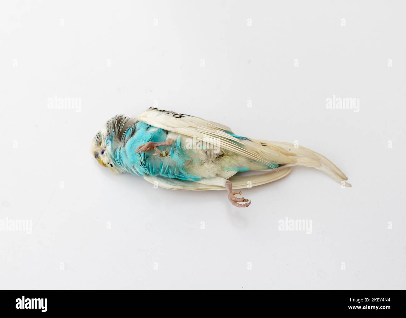 Losing feathers hi-res stock photography and images - Alamy