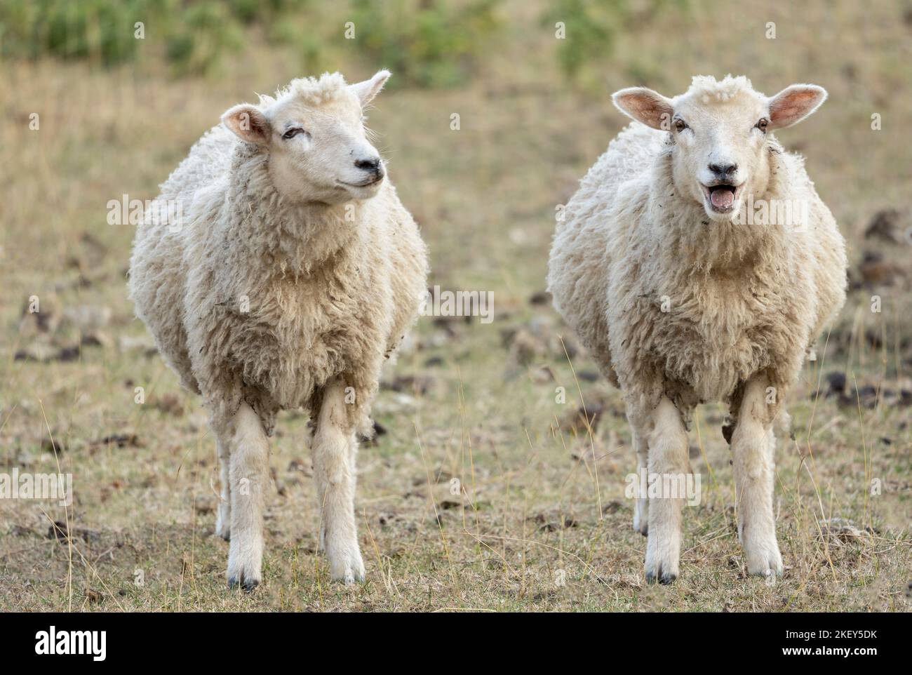 Laughing Sheep Laughing Ewe Hi Res Stock Photography And Images