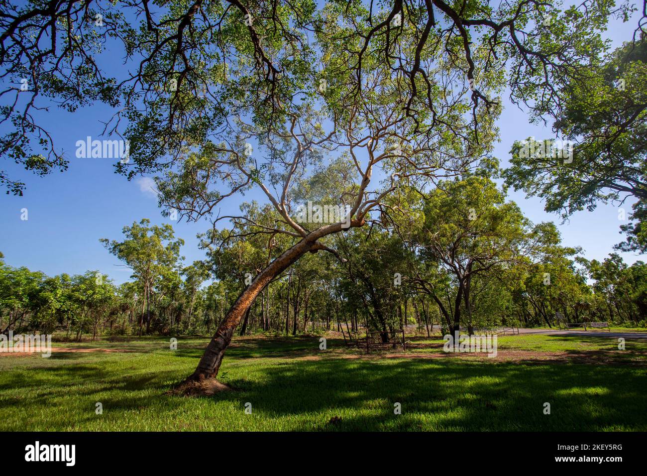 Monsoon forest also called closed forests, are open or partially ...