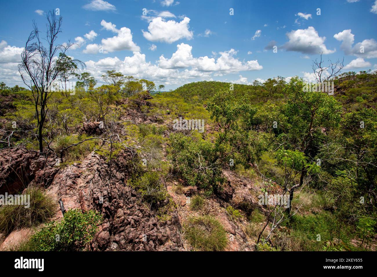 Monsoon forest also called closed forests, are open or partially ...