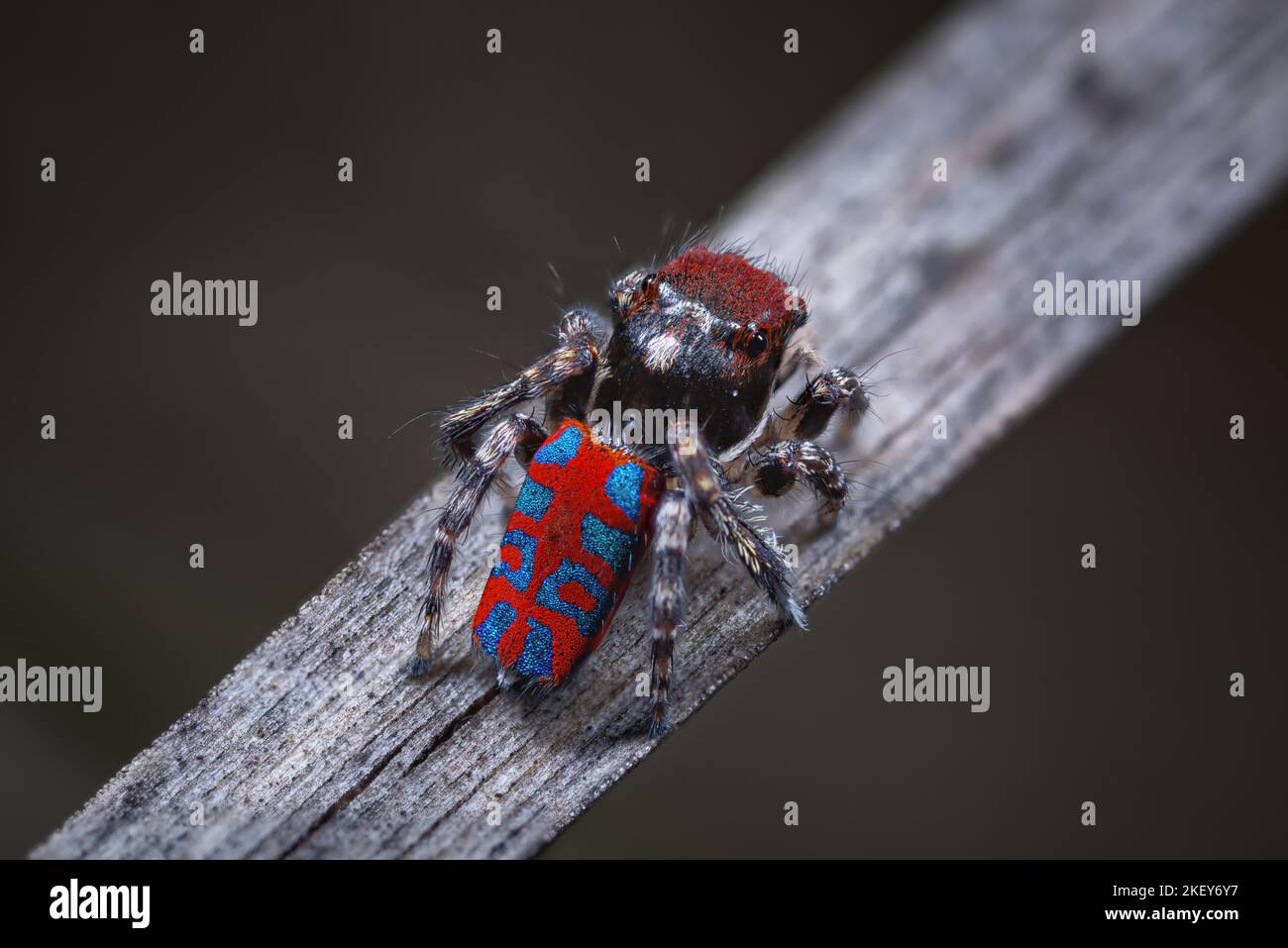 Peacock spider, Maratus bubo in his breeding colours Stock Photo - Alamy