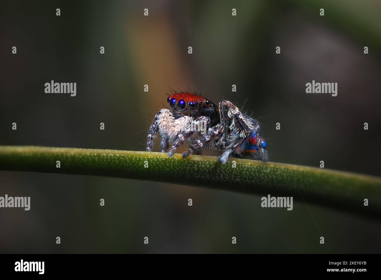 Peacock spider, Maratus bubo in his breeding colours Stock Photo - Alamy