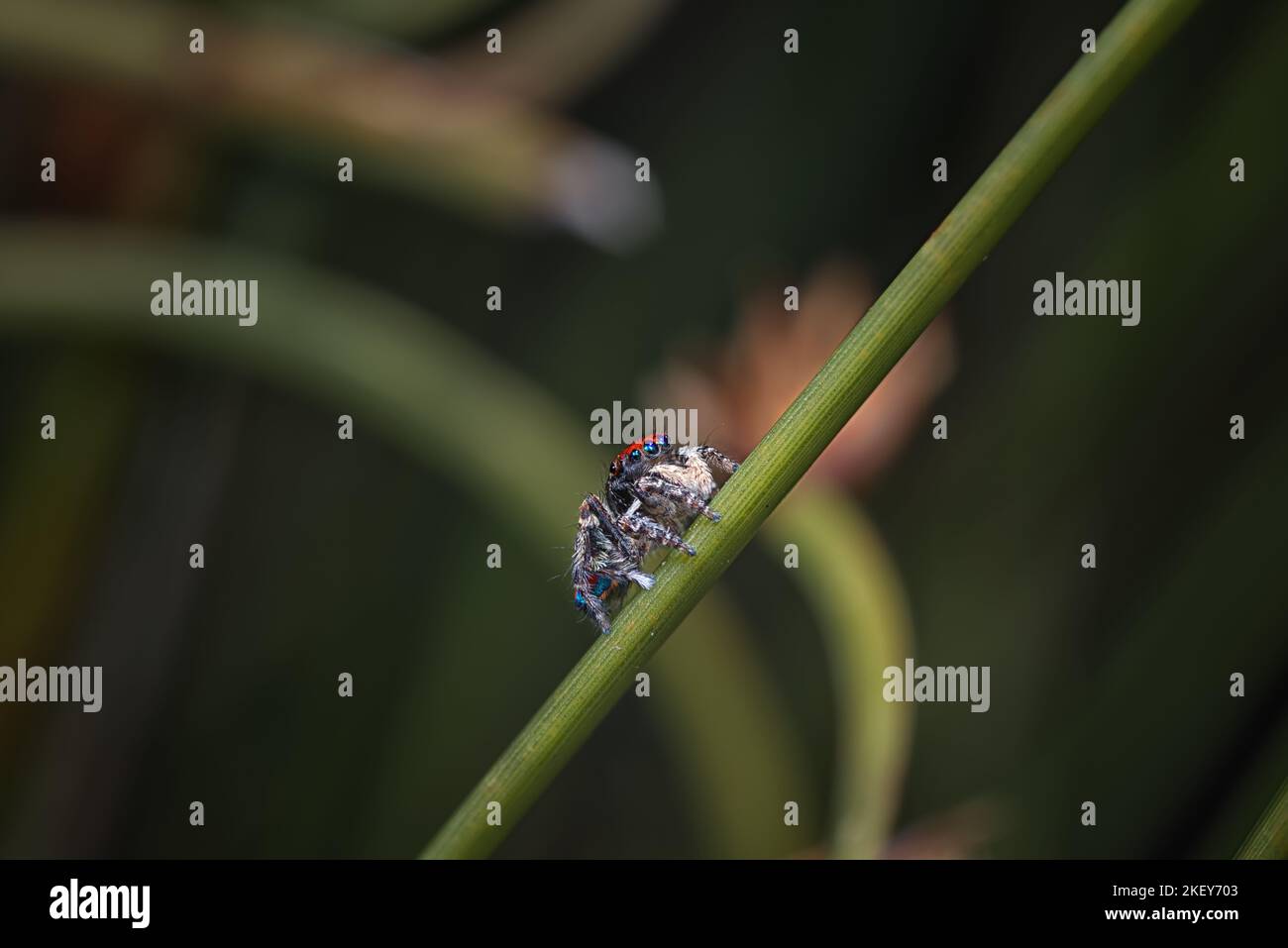 Peacock spider, Maratus bubo in his breeding colours Stock Photo - Alamy