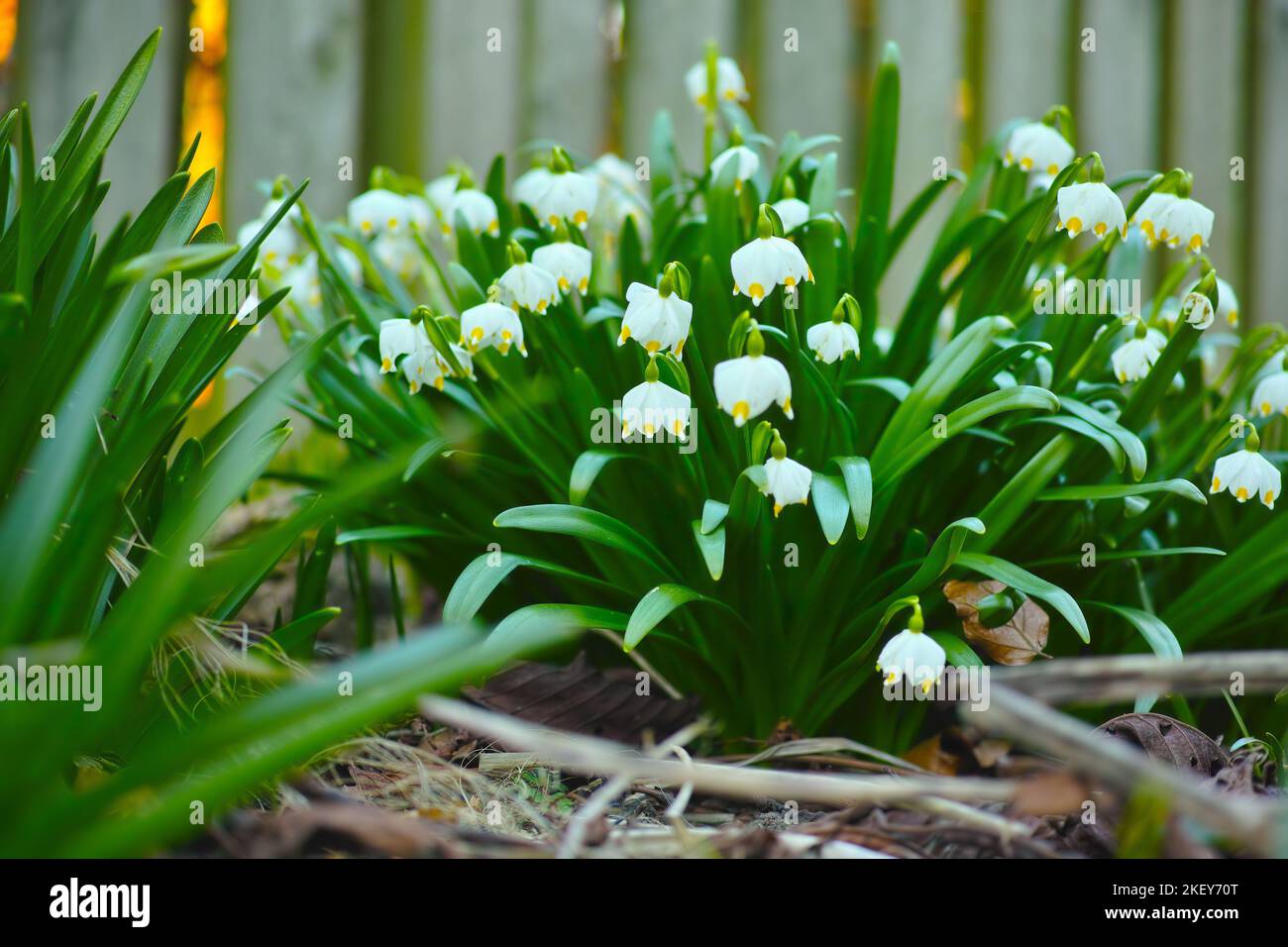 Common snowdrop - Galanthus nivalis Stock Photo - Alamy