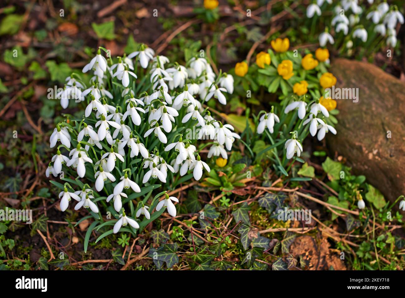 Purple snowdrop hi-res stock photography and images - Alamy