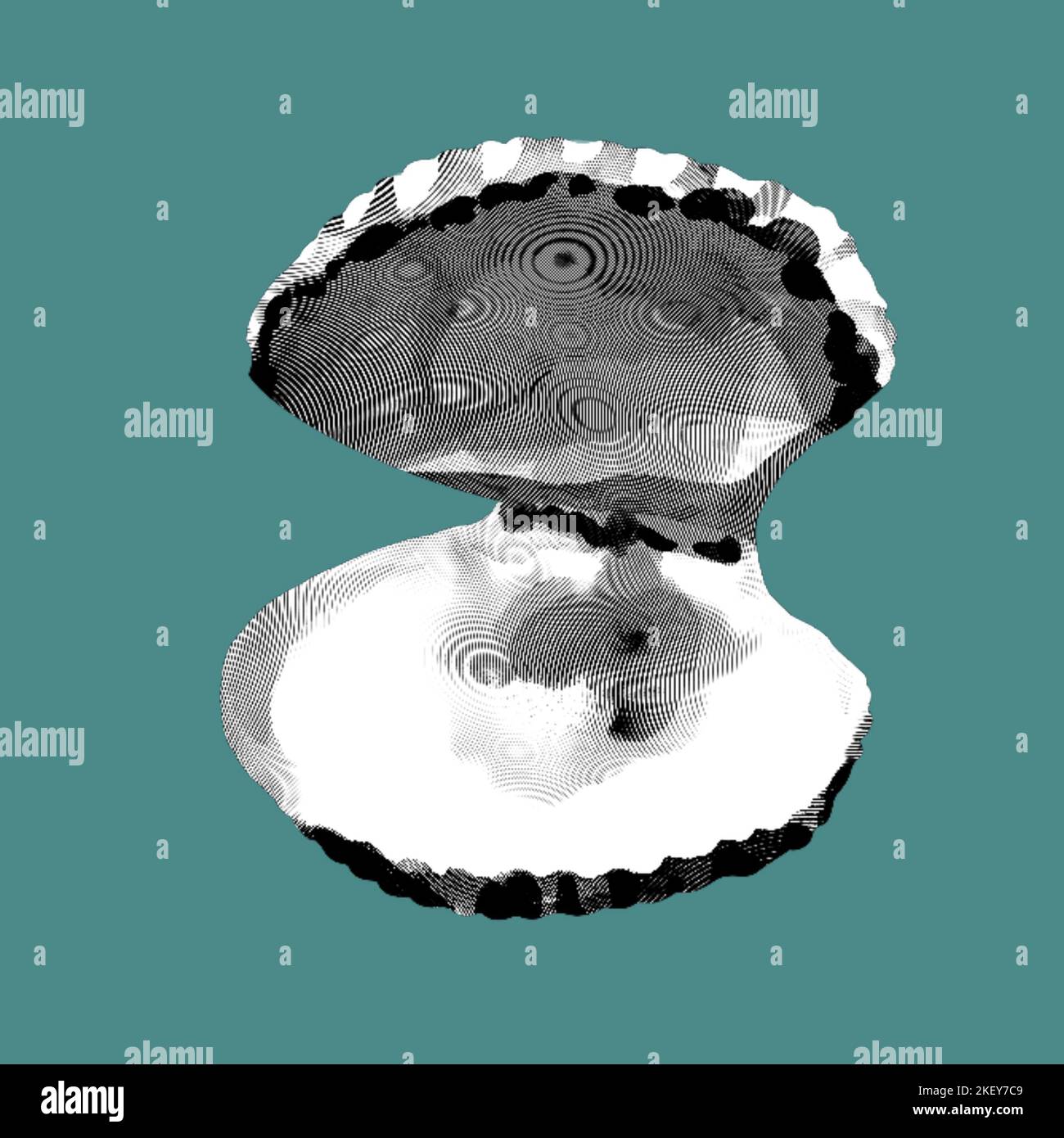 Seashell illustration antique hi-res stock photography and images - Alamy