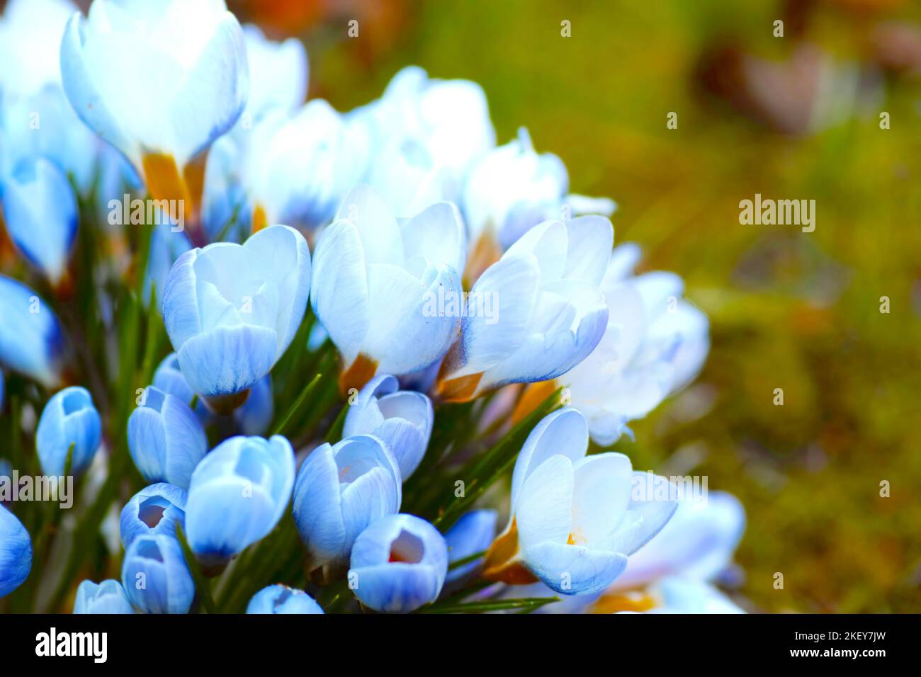 Adding a little colour to springtime. beautiful flowers Stock Photo - Alamy