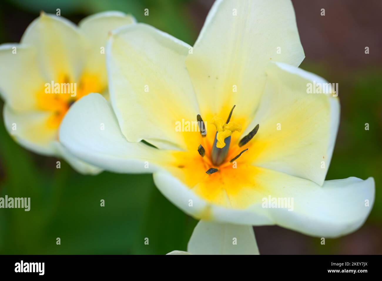 Adding a little colour to springtime. beautiful flowers Stock Photo - Alamy