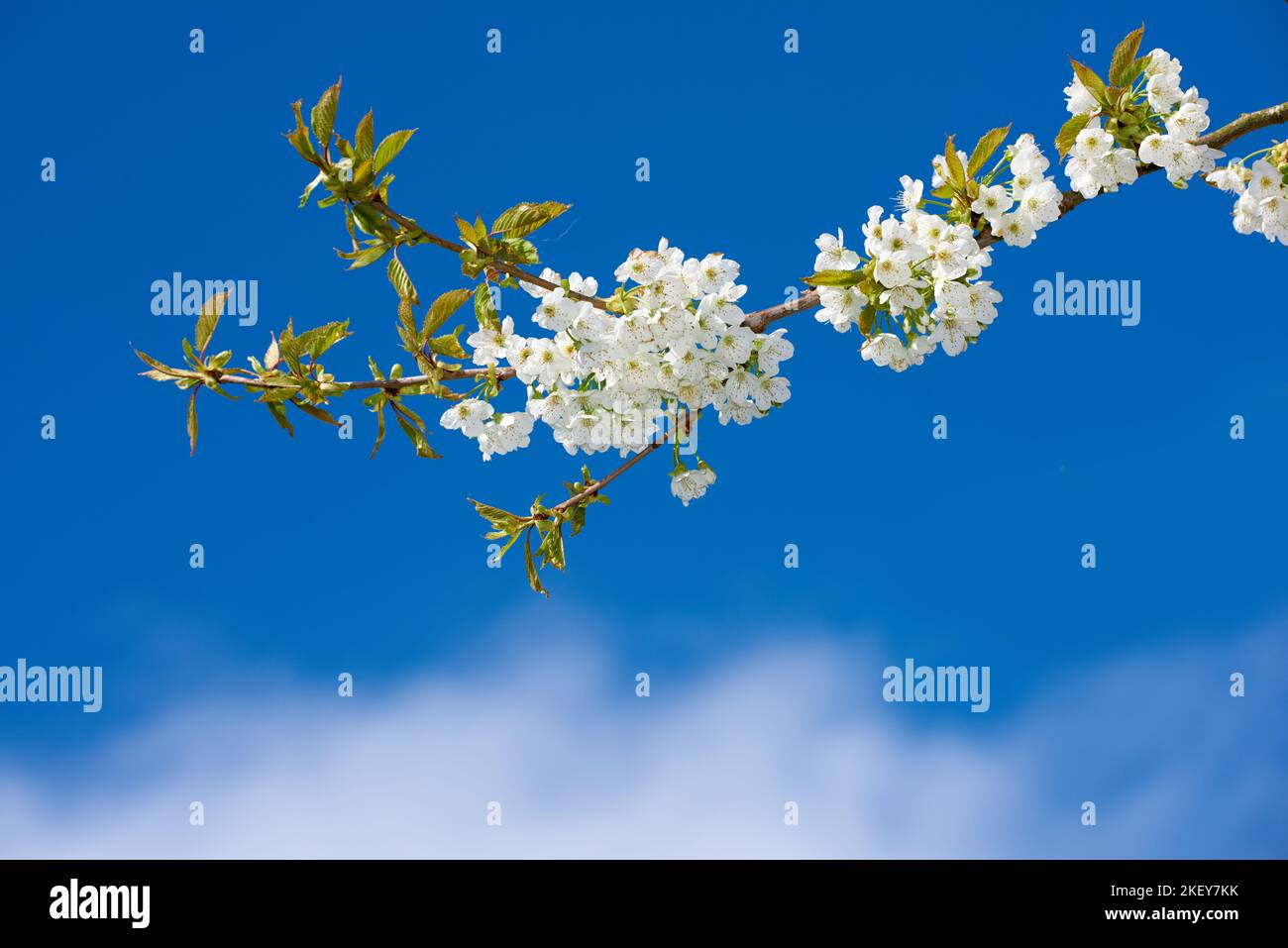 Adding a little colour to springtime. beautiful flowers Stock Photo - Alamy