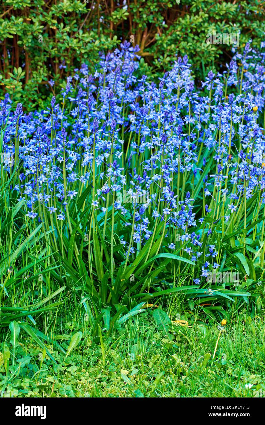 Real life flowers hi-res stock photography and images - Alamy