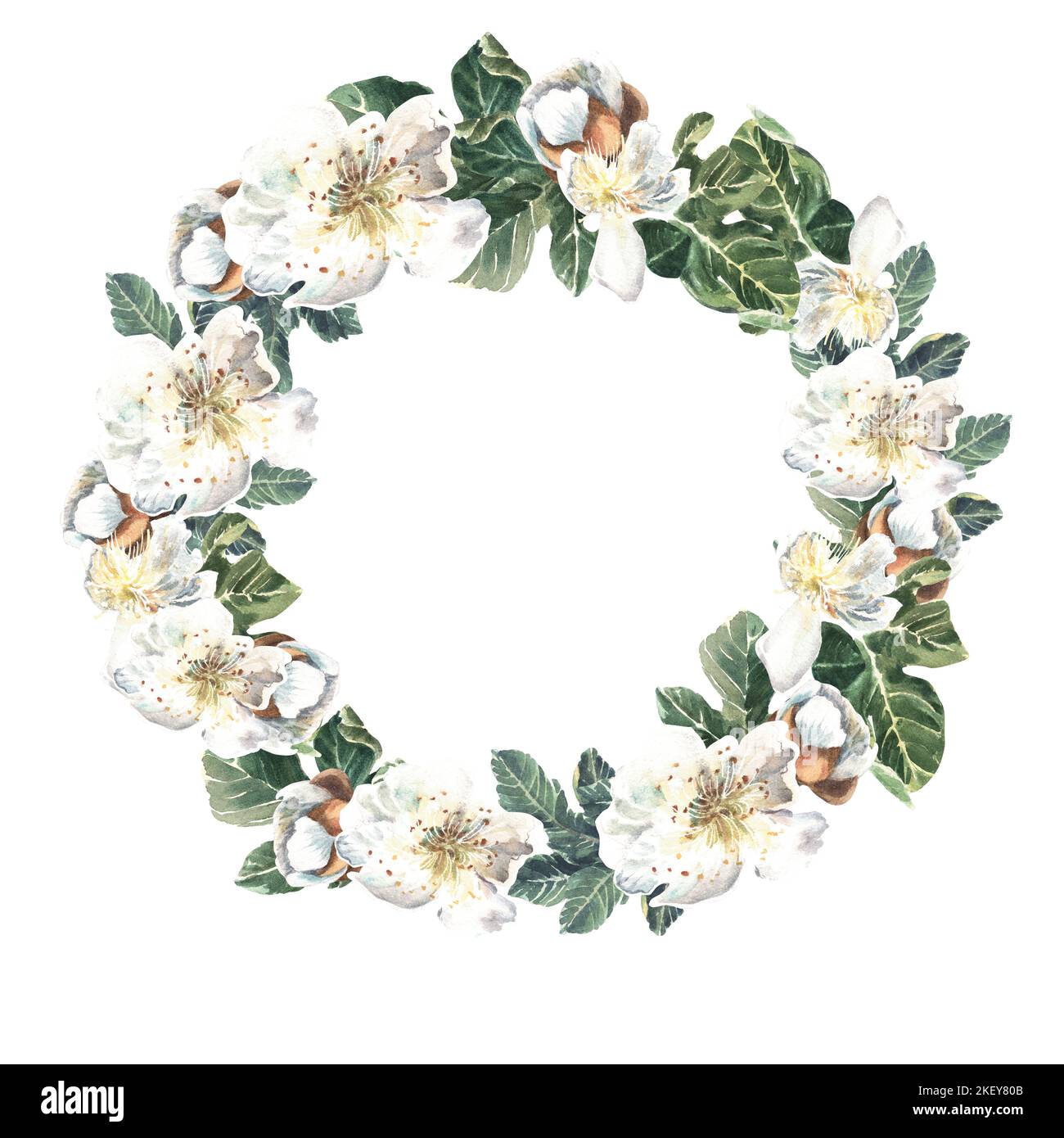 Round arrangement of fig flowers. Bloom. Watercolor illustration on a ...