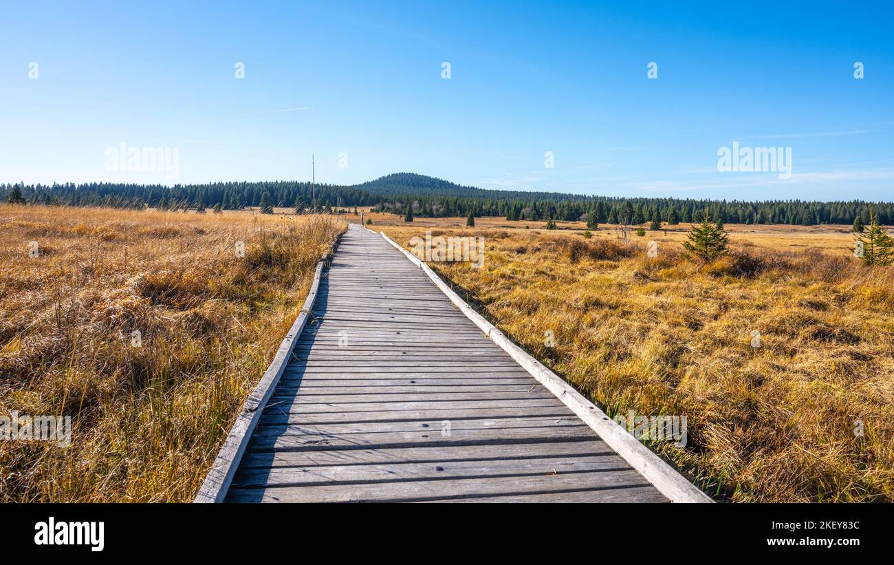Wooden path in Bozi Dar peat bog nature reservation on sunny autumn day ...