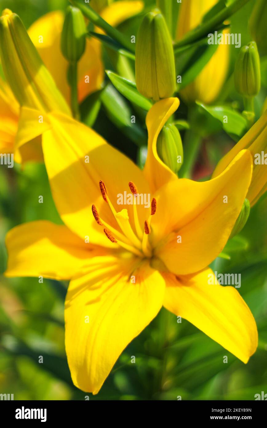 Yellow Lilly in the garden 16.11.2022 Bialystok Poland. Summer time sun ...